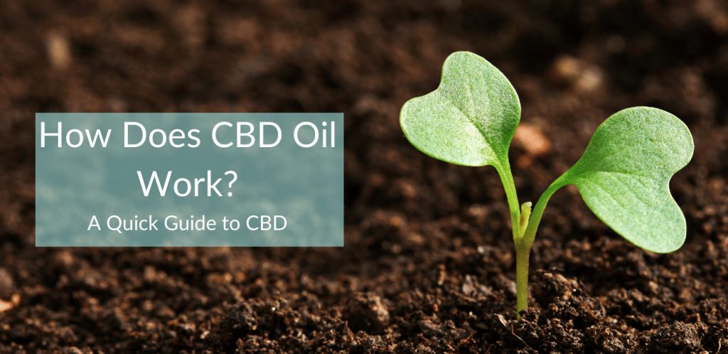 How Does CBD Oil Work Quick Guide | Pure Organic CBD